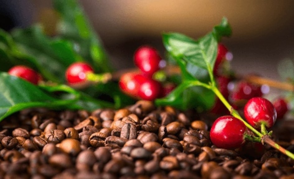 Jaké jsou druhy kávy? | Botego.cz